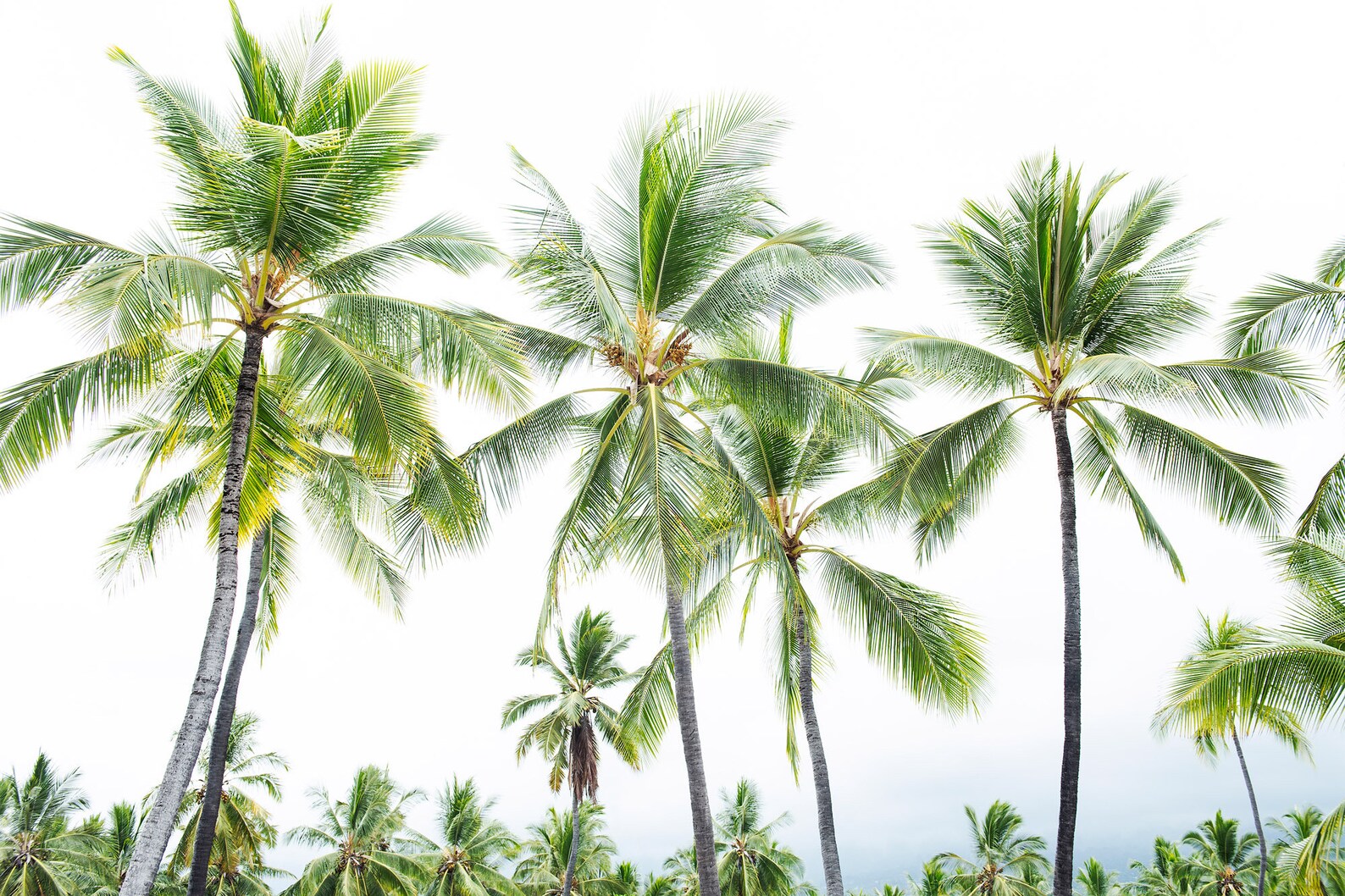 Palm Tree Wall Art Large Palm Tree Print Palm Tree Decor - Etsy