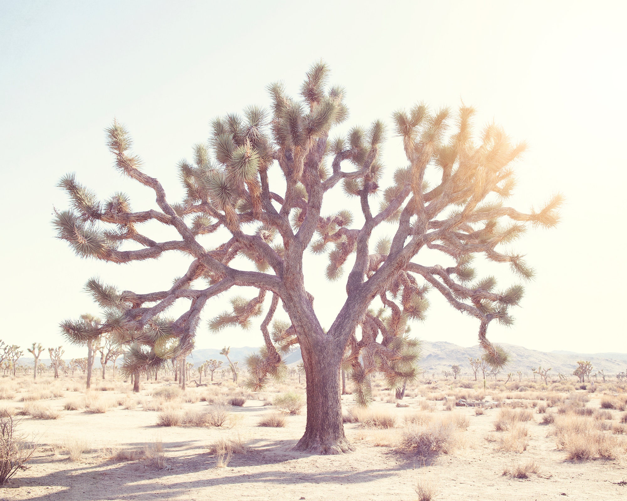 Desert Nursery Decor Joshua Tree Print Southwest Decor | Etsy