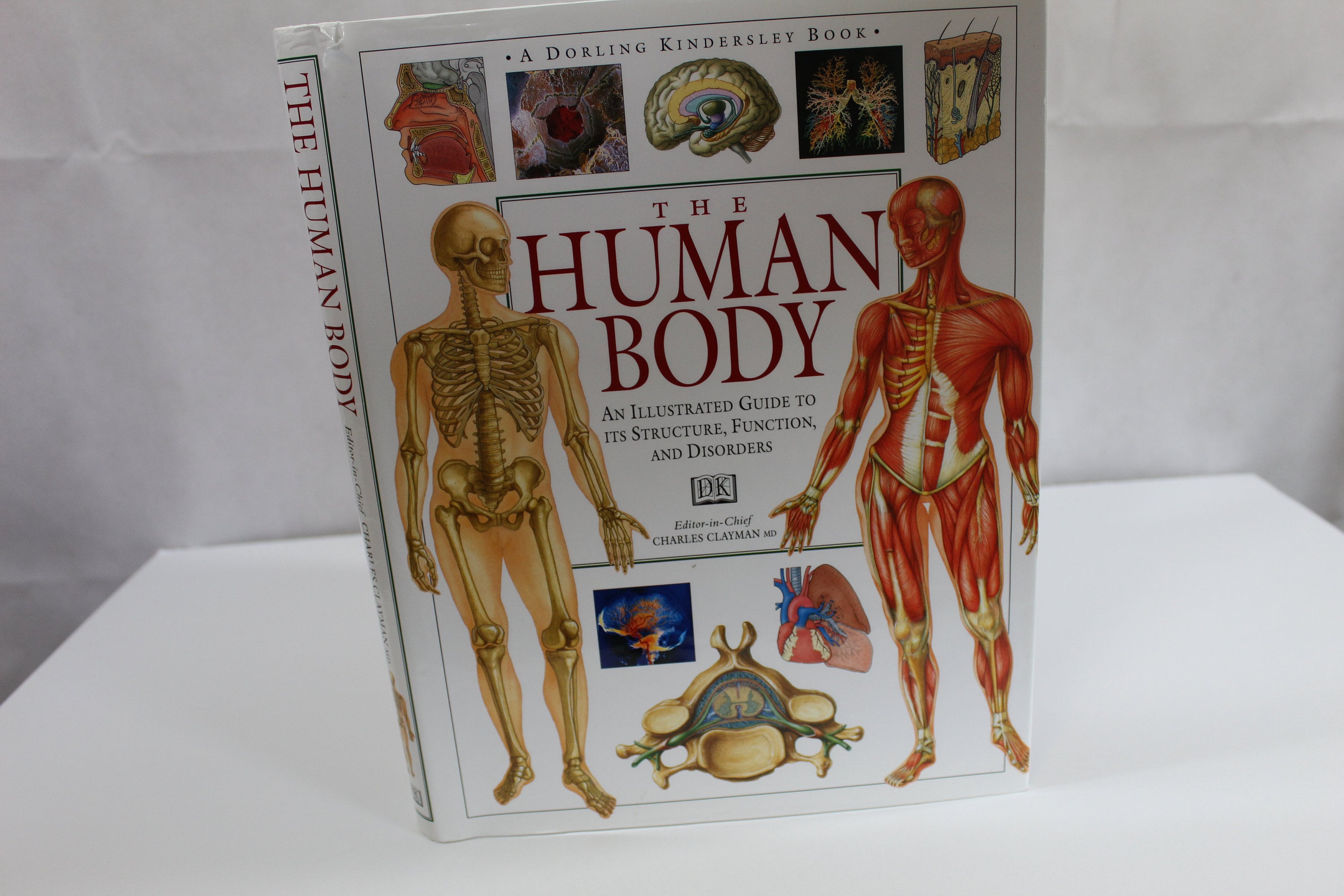 1995 The Human Body A Dorling Kindersley Book Oversized Etsy