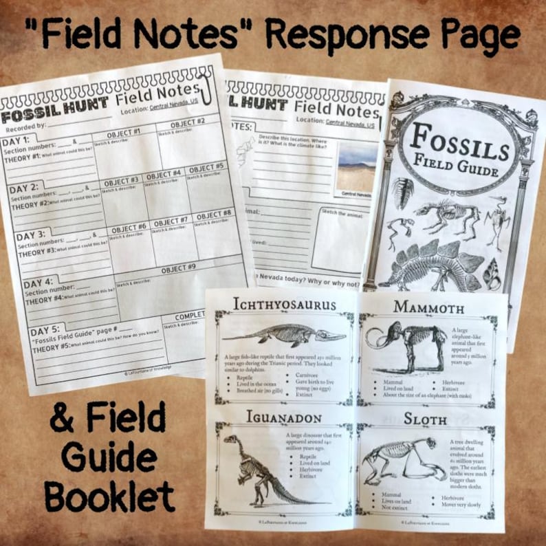 Fossil Hunt Paleontology Simulation Activity and Science Lesson - Etsy