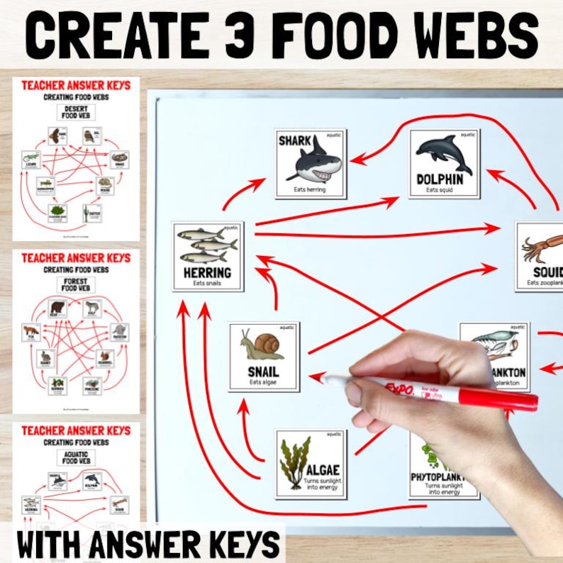 Food Chains and Food Webs Matching Card Game and Sorting Activities - Etsy