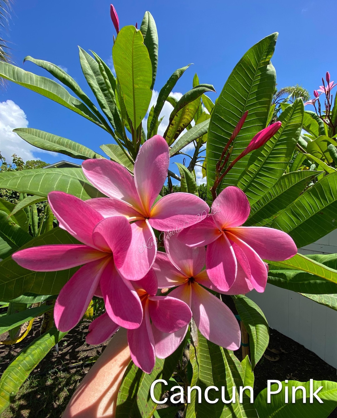 Cancun Pink SEEDS Plumeria Seeds Plumeria Hawaiian Lei Flowers ...