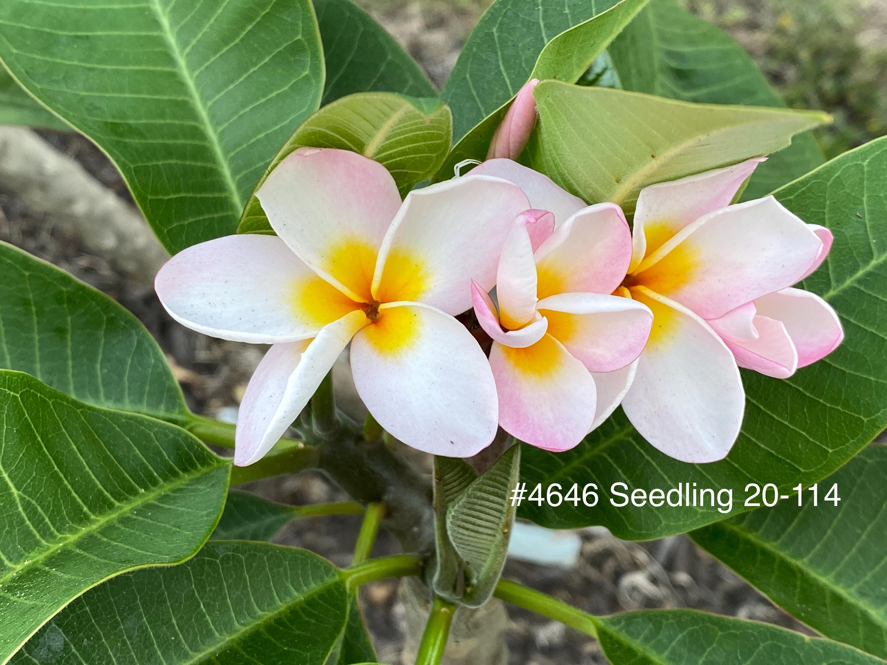 Frangipani SEEDS Plumeria Seeds Plumerias Hawaiian Lei Flowers Tropical ...