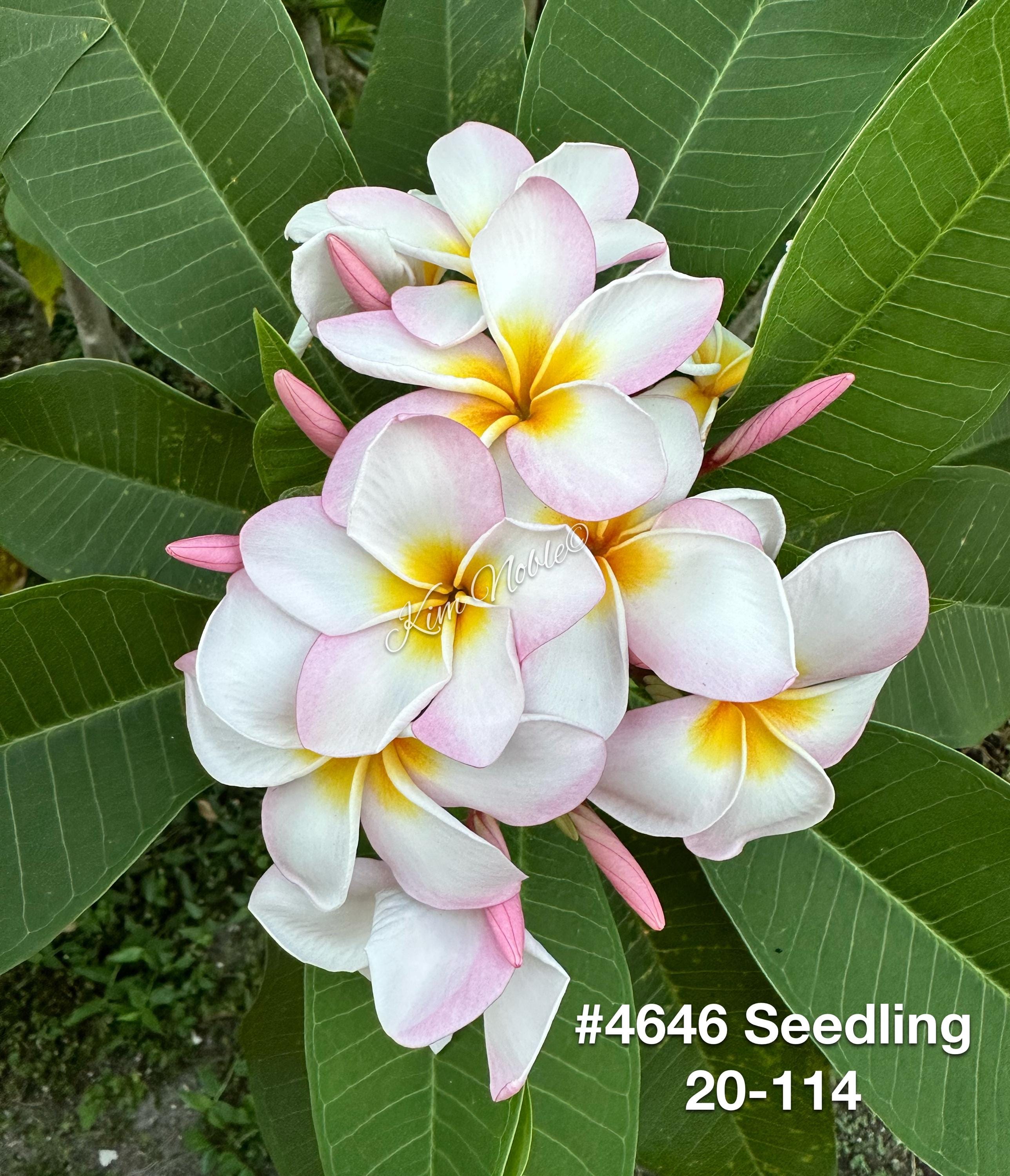 Frangipani SEEDS Plumeria Seeds Plumerias Hawaiian Lei Flowers Tropical ...
