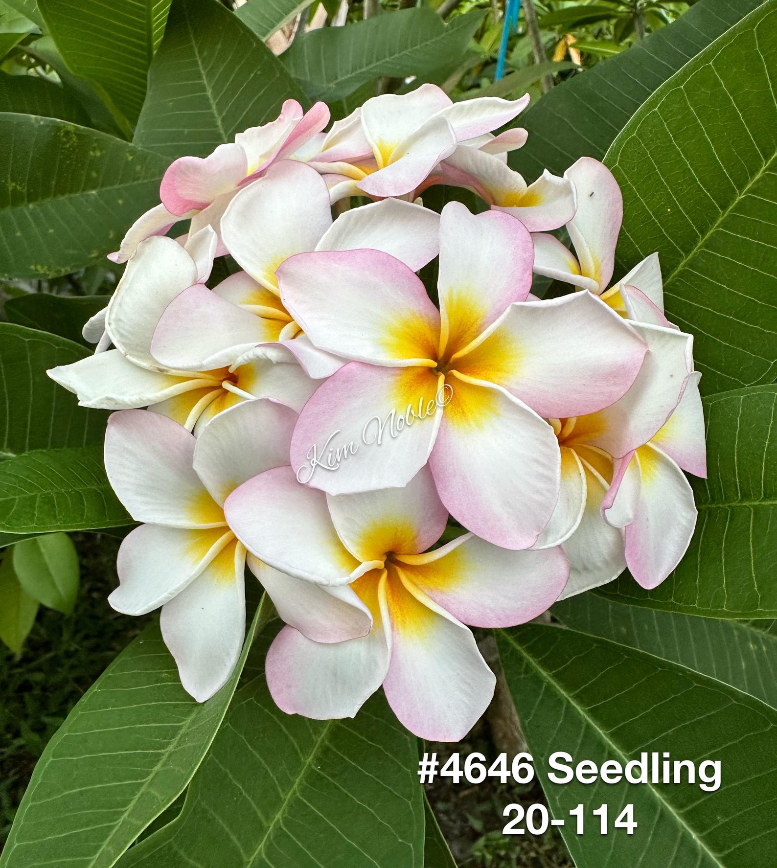 Frangipani SEEDS Plumeria Seeds Plumerias Hawaiian Lei Flowers Tropical ...