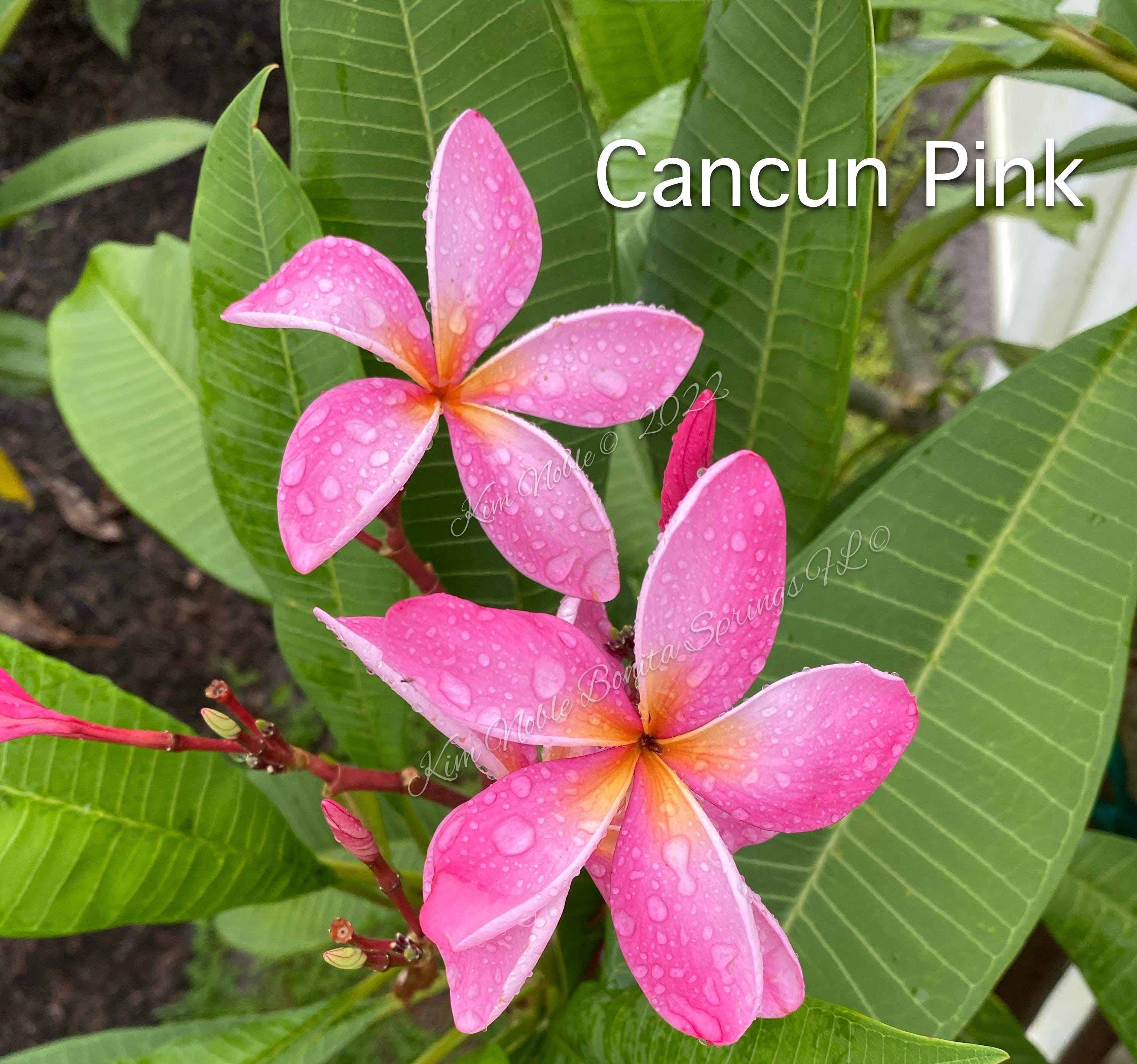 Cancun Pink SEEDS Plumeria Seeds Plumeria Hawaiian Lei Flowers ...
