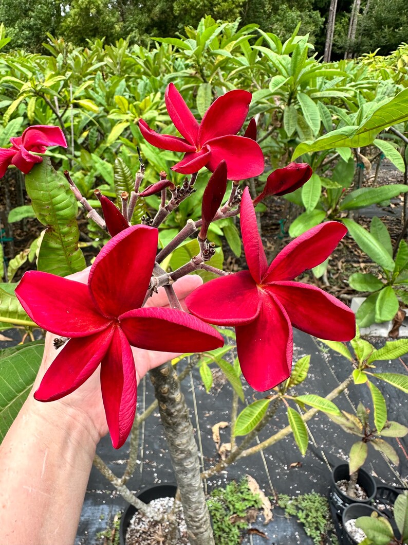 Plumeria Plants Frangipani Plants Rooted Plumerias Mystery Colors ...