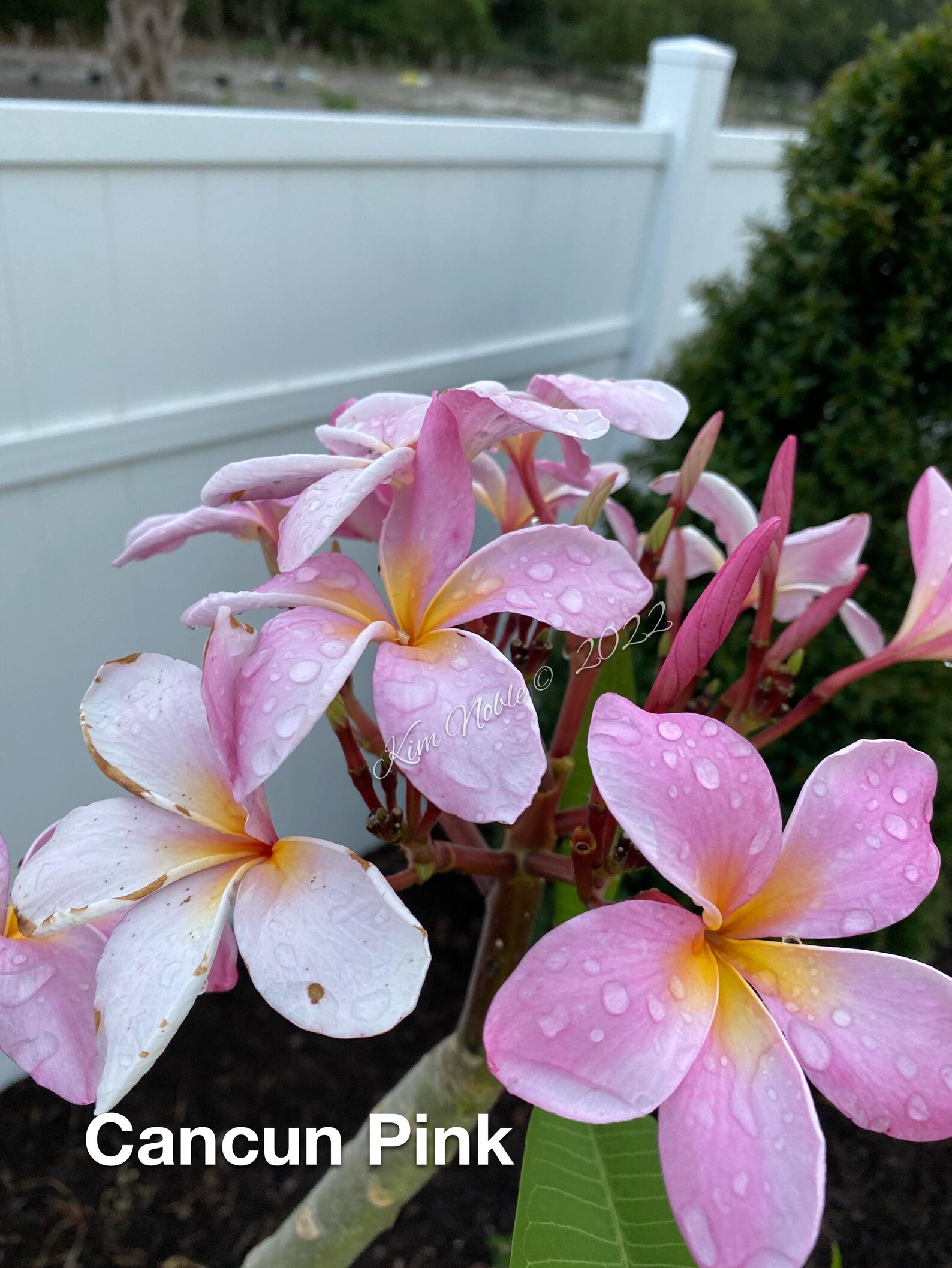 Cancun Pink SEEDS Plumeria Seeds Plumeria Hawaiian Lei Flowers ...