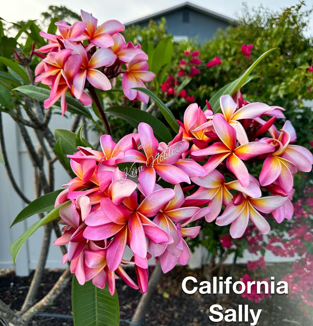 California Sally SEEDS Plumeria Seeds Plumeria Hawaiian Lei Flowers ...