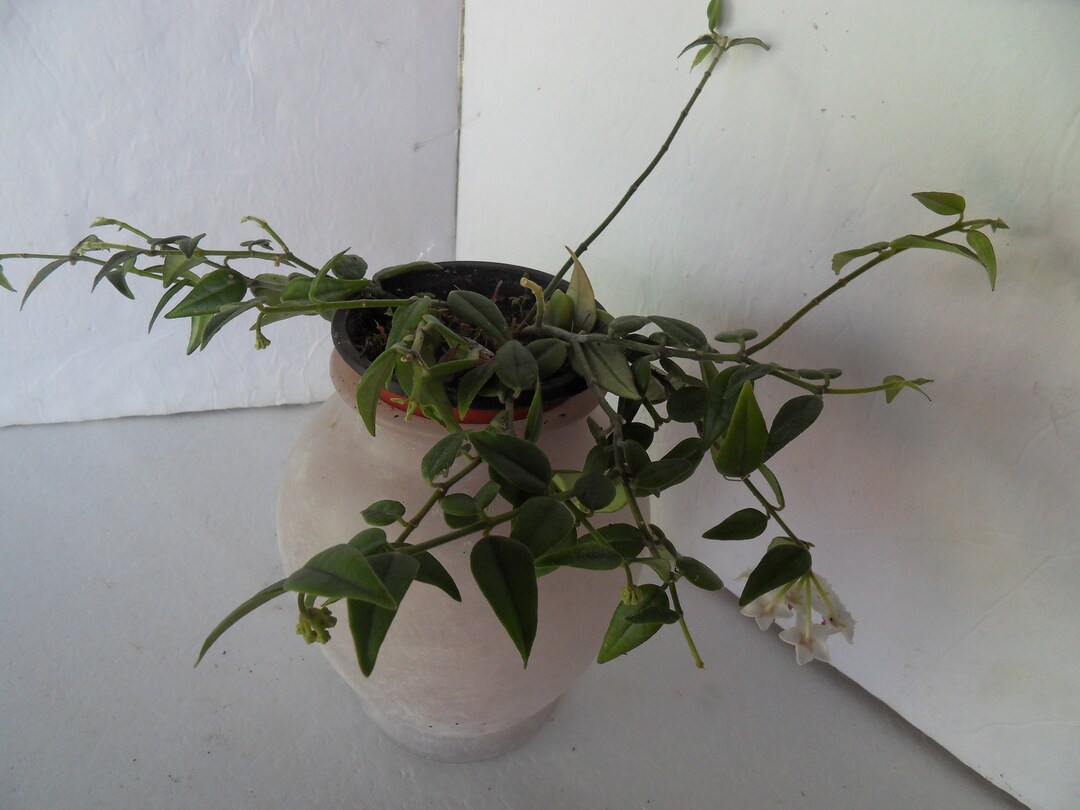 Rare Hoya Bella Miniature Wax Plant With 7 Buds/peduncles 2-year-old ...
