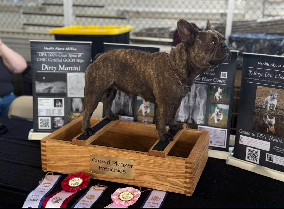 Show Quality Stacking Box for Dogs - Etsy