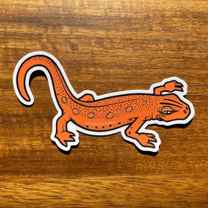 Cute Newt Sticker 4.2 Red Spotted Eastern Eft Salamander Illustrated ...
