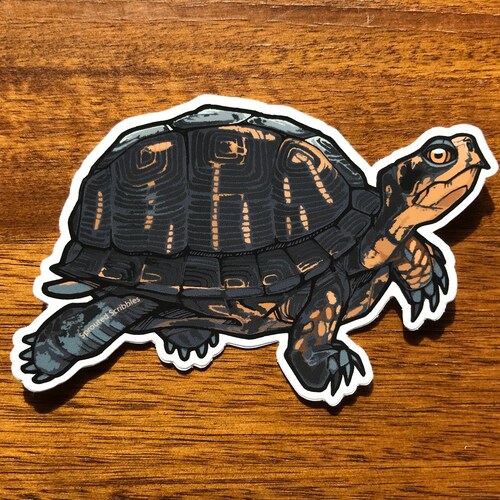Box Turtle Sticker - Etsy