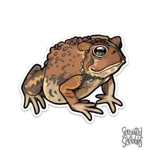 Toad Sticker - 4" Waterproof Vinyl Decal Eastern American Toad ...