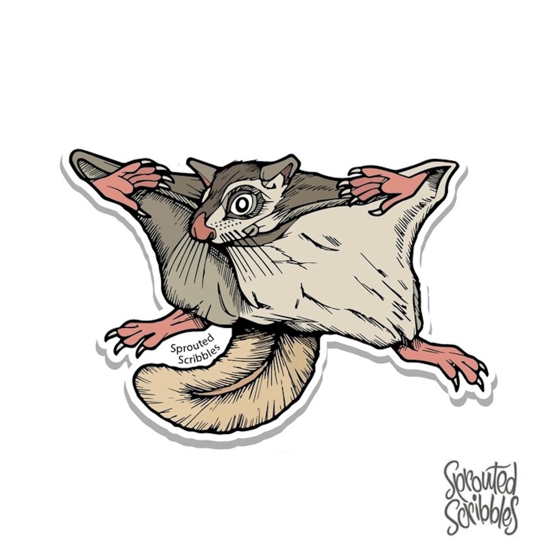 Flying Squirrel Sticker - 4" Illustrated Vinyl Decal Cute Forest Animal ...