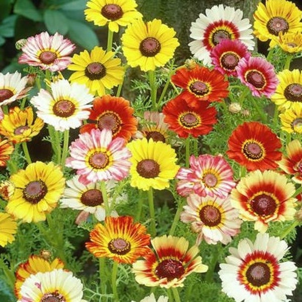 Daisy Seeds - Etsy