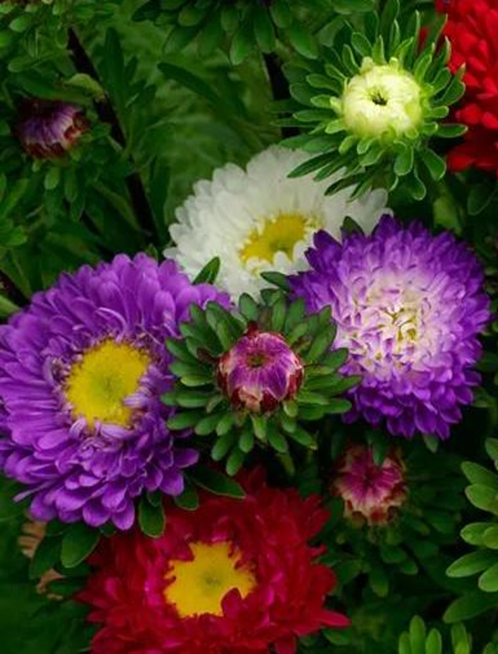 Aster Powder Puff Flower Seeds | 40 Aster Seeds | Powder Puff Seeds ...