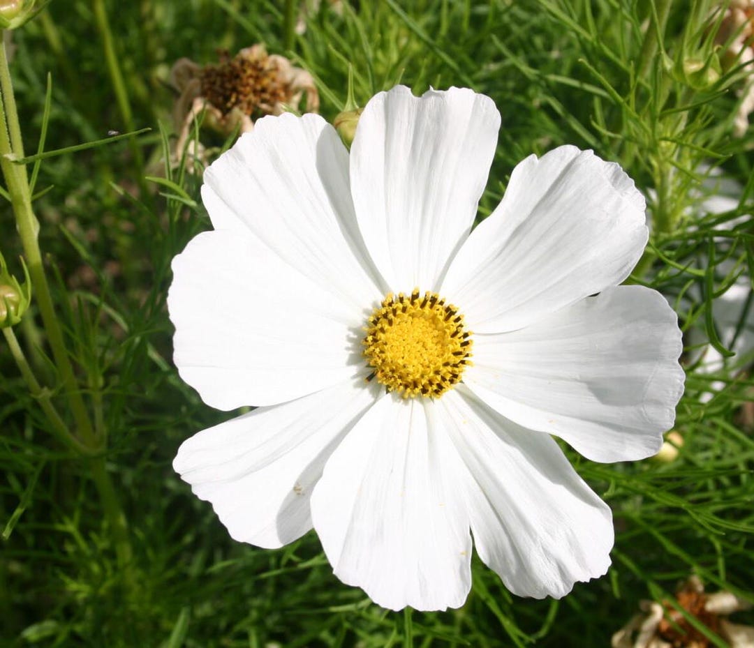 Purity White Cosmo Seeds| 50 Cosmo Seeds | Free Shipping - Etsy