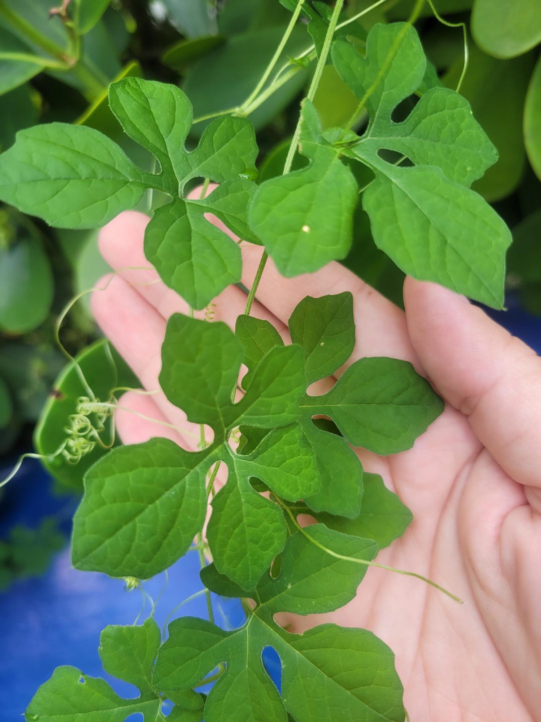 Dried Cerasee 1 Oz Cerasee Tea free Shipping - Etsy