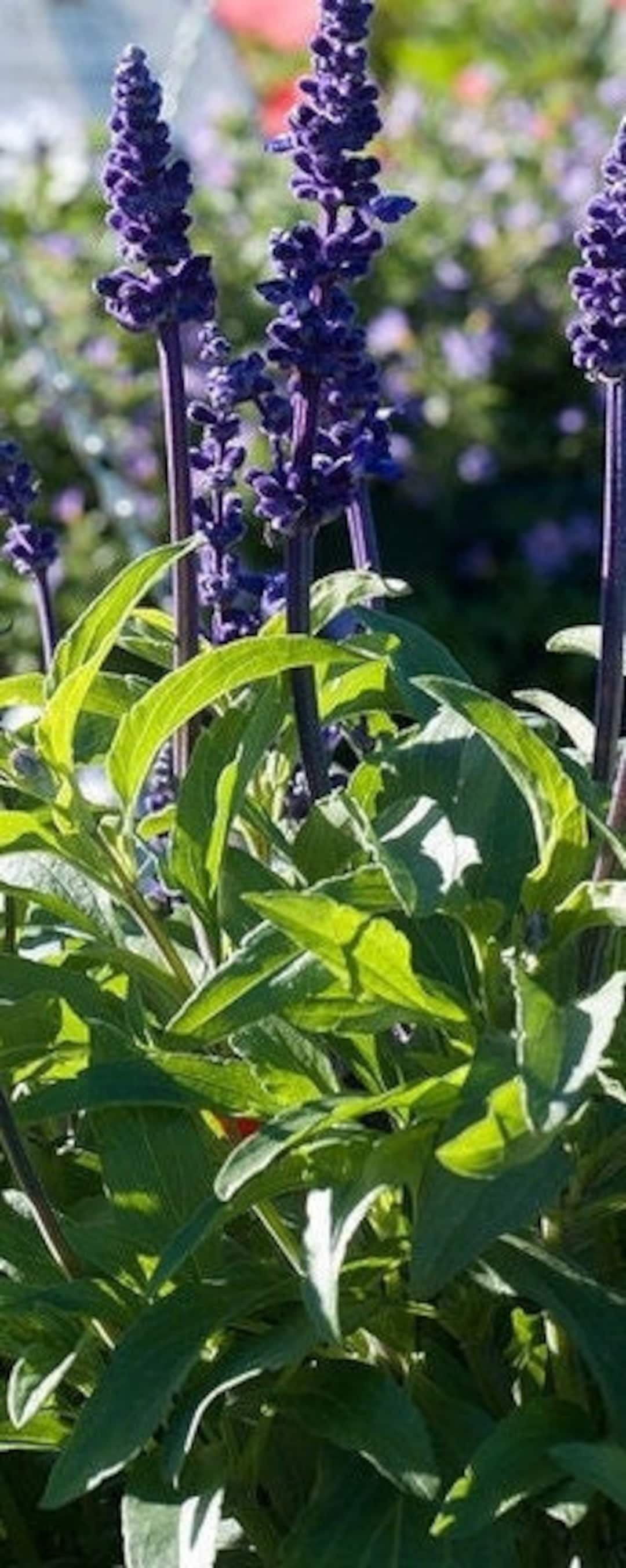 Sapphire Salvia Sinaloan Blue Sage 50 Seeds - Etsy
