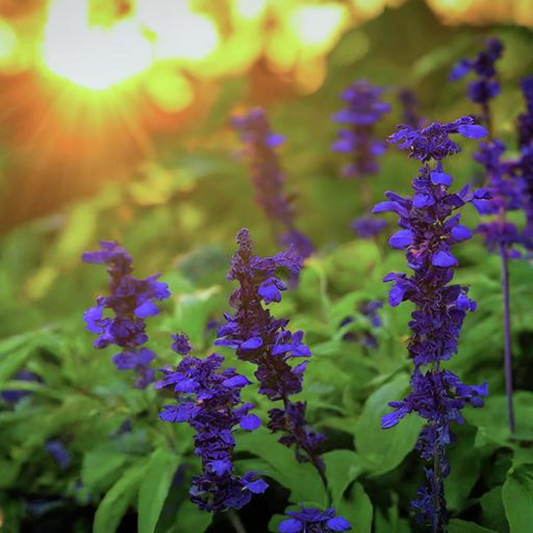 Sapphire Salvia Sinaloan Blue Sage 50 Seeds - Etsy