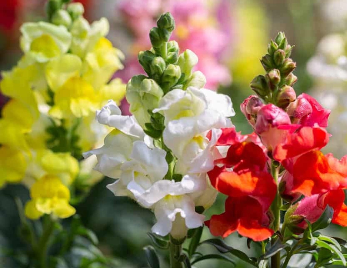 Snapdragon Multi Seeds 200 - Etsy