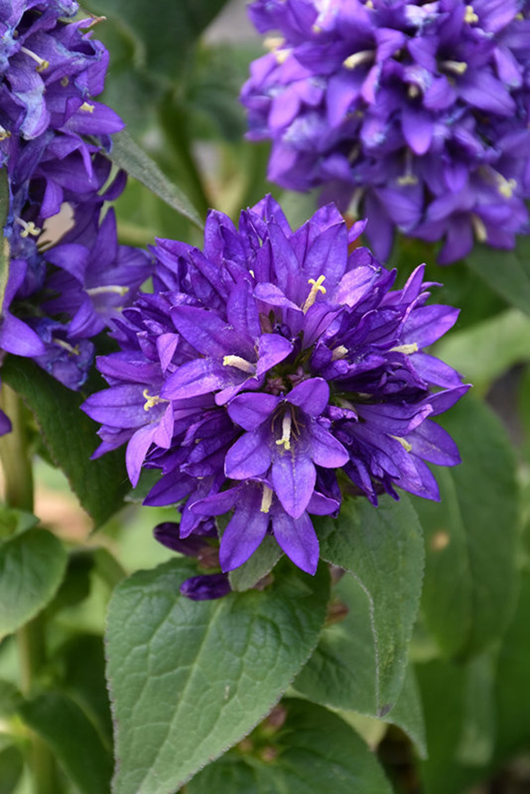 Bellflower Superba 75 Seeds Campanula - Etsy
