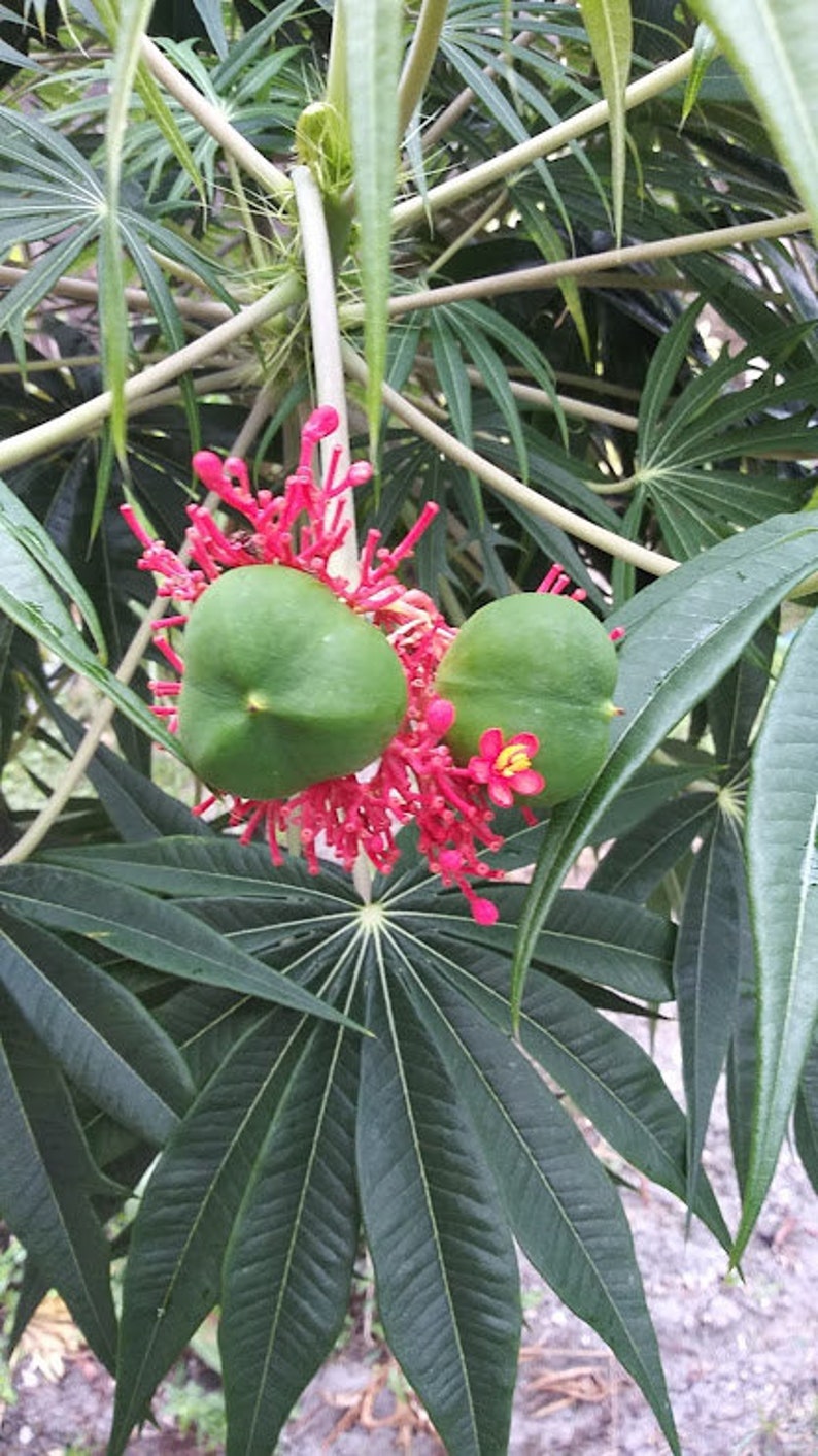 Coral Bush Plant Seeds Jatropha Multifada 5 Seeds - Etsy