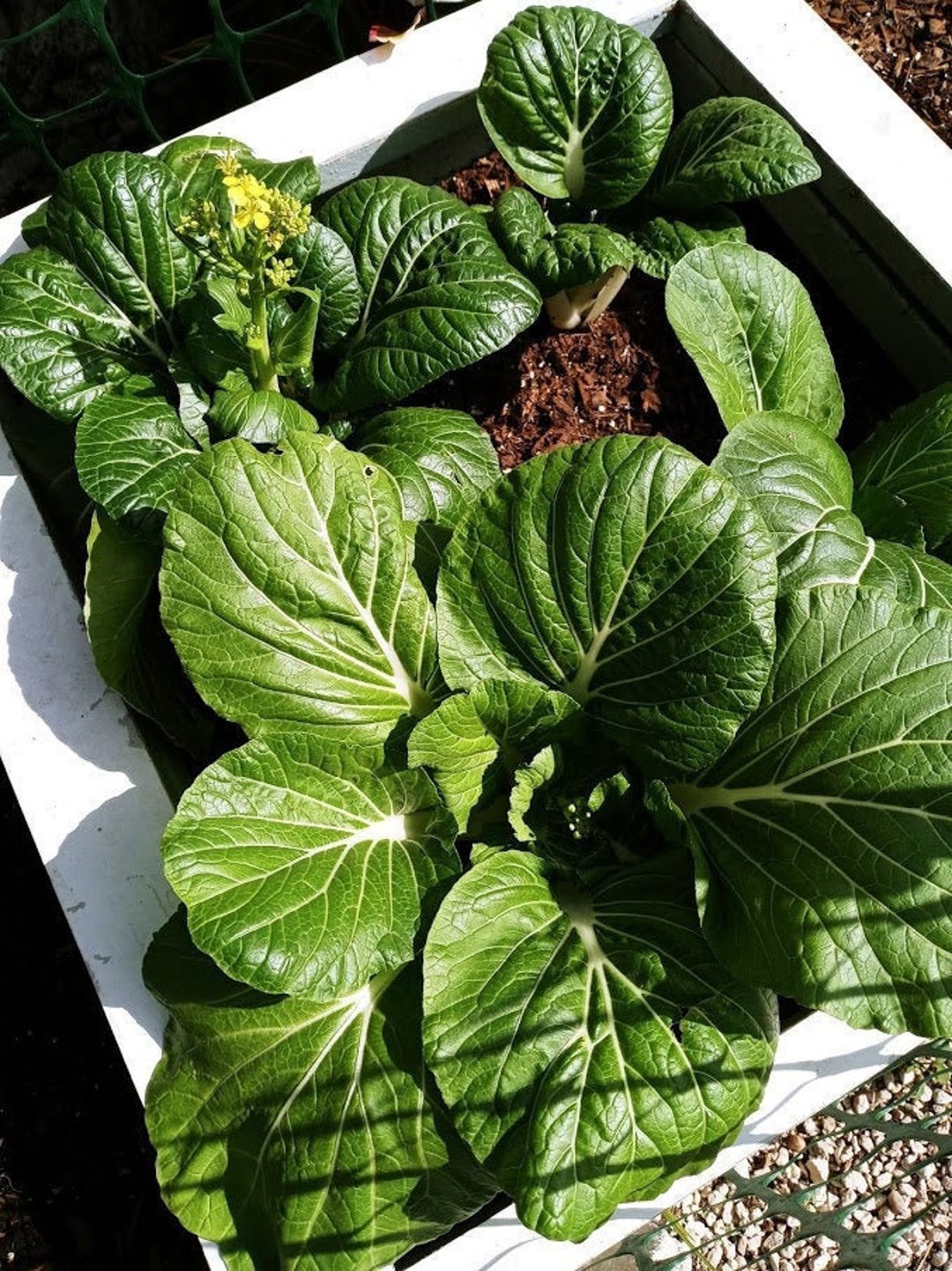 Bok Choy Pak Choy Seeds 200 - Etsy