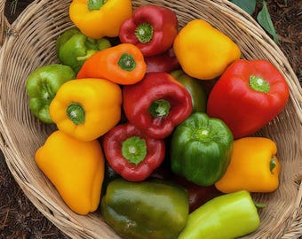 Floridasungarden - Etsy