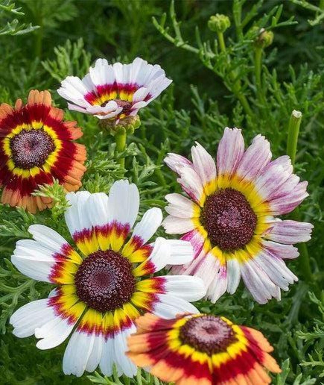Painted Daisy Mix Flower Seeds Free Shipping - Etsy