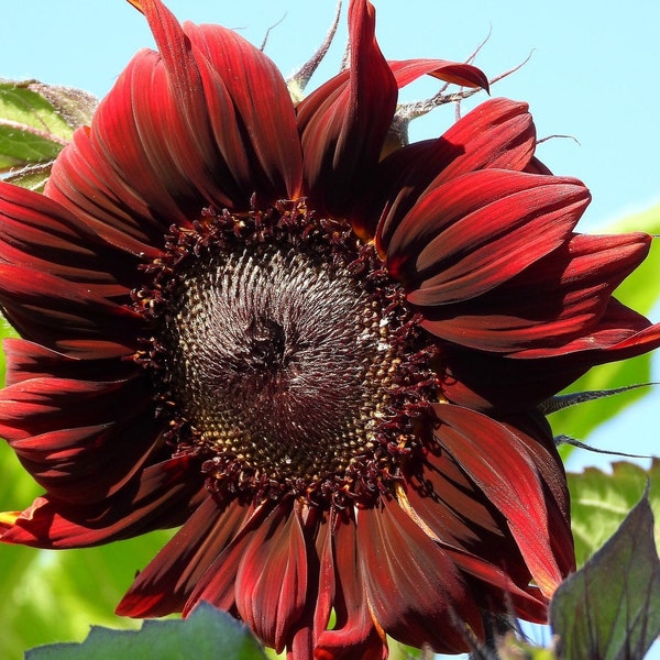 Chocolate Cherry Sunflower Seeds - Etsy