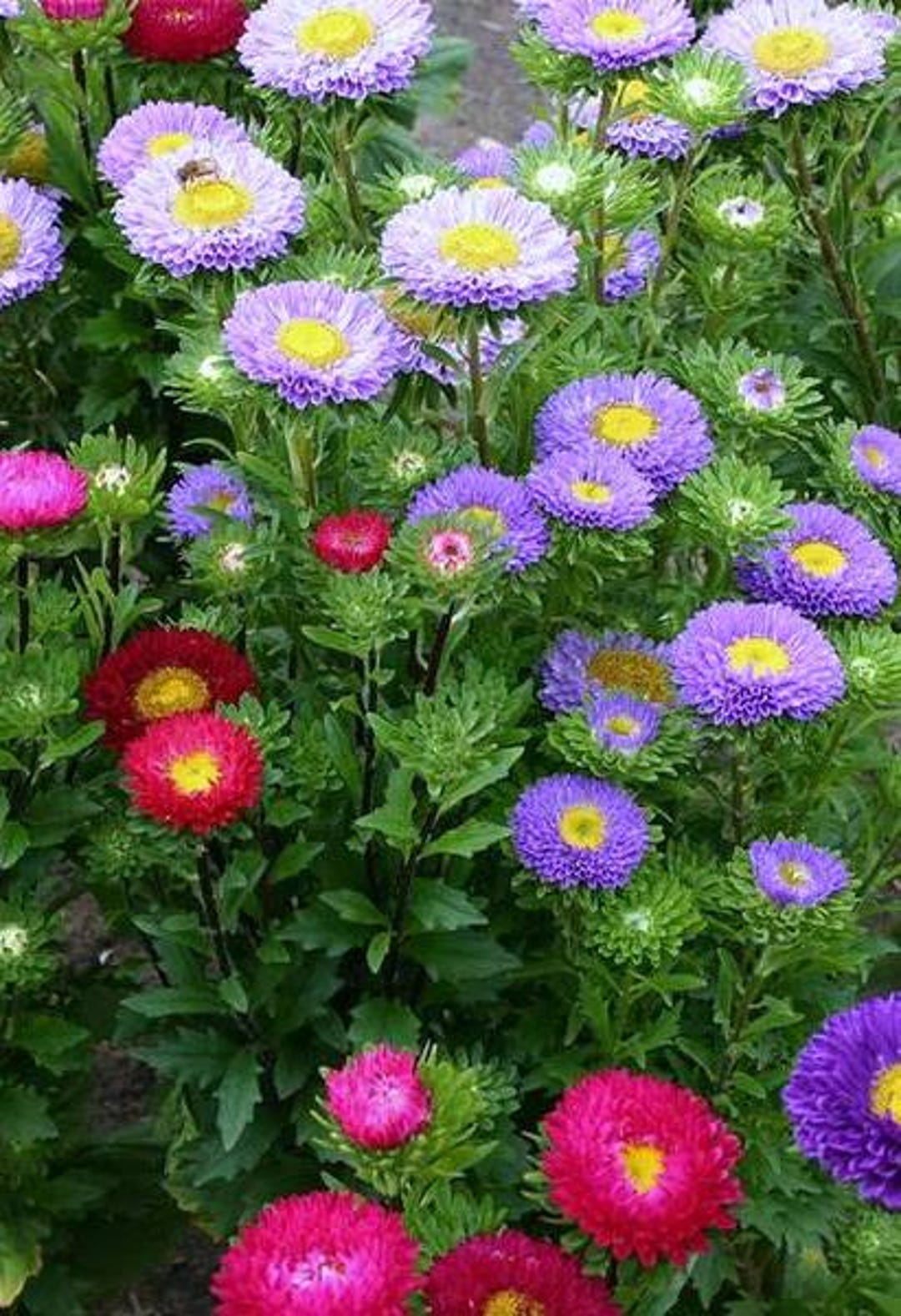 Aster Powder Puff Flower Seeds | 40 Aster Seeds | Powder Puff Seeds ...