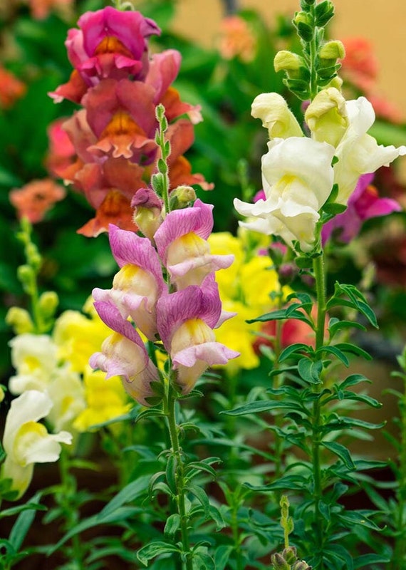 Snapdragon Multi Seeds 200 | Etsy