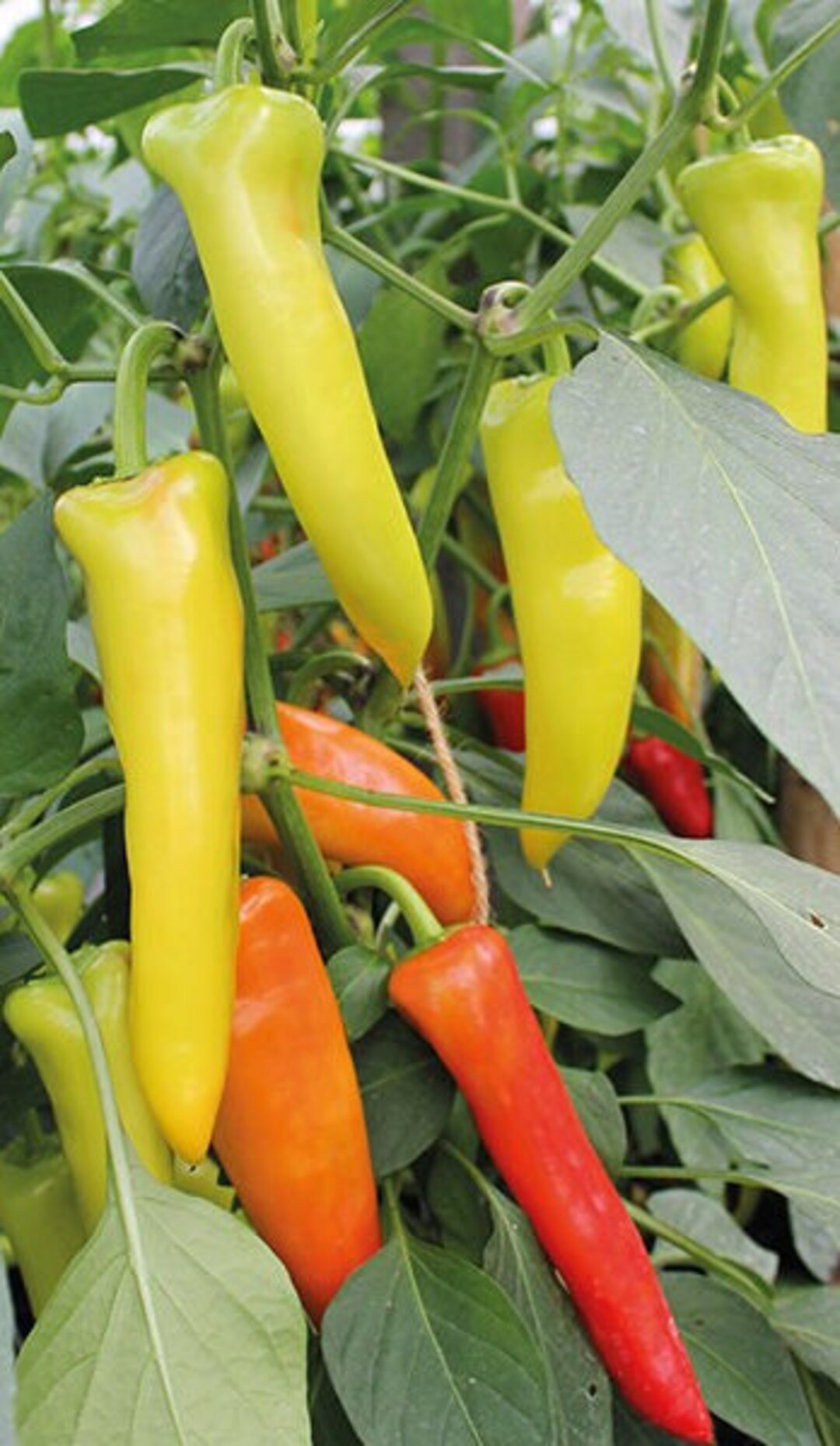 Hungarian Hot Wax Peppers 20 Seeds - Etsy
