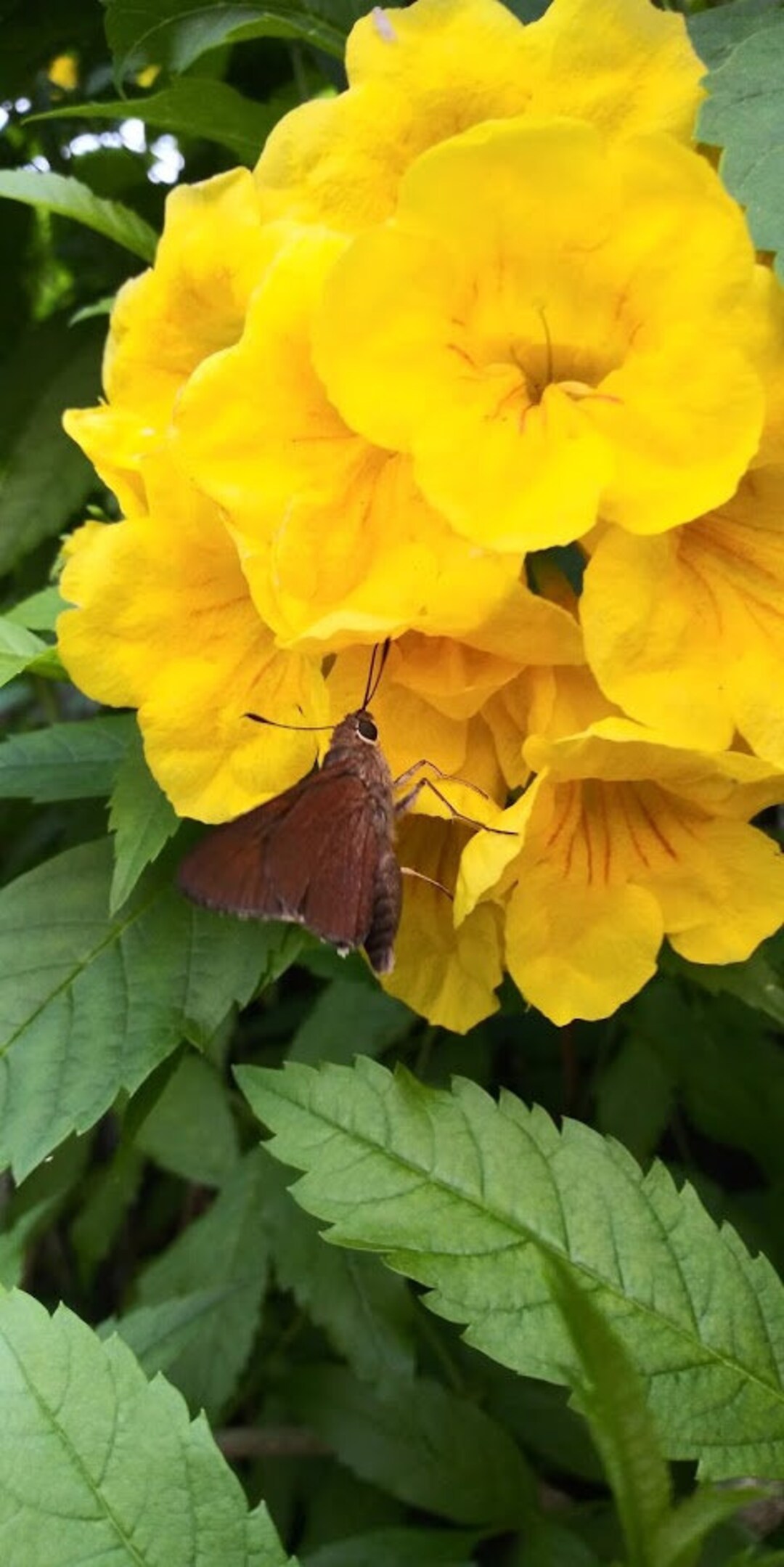 Yellow Elder Seeds Tecoma Stans 30 - Etsy