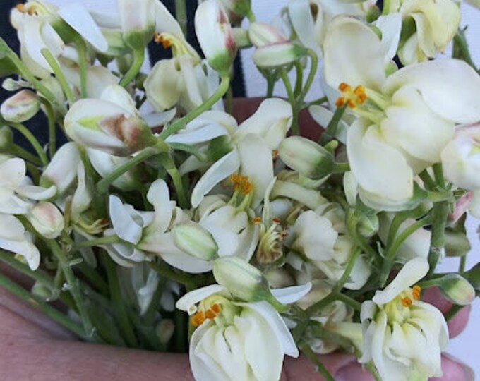 Dried Moringa Flower Tea 1.5 Oz - Etsy