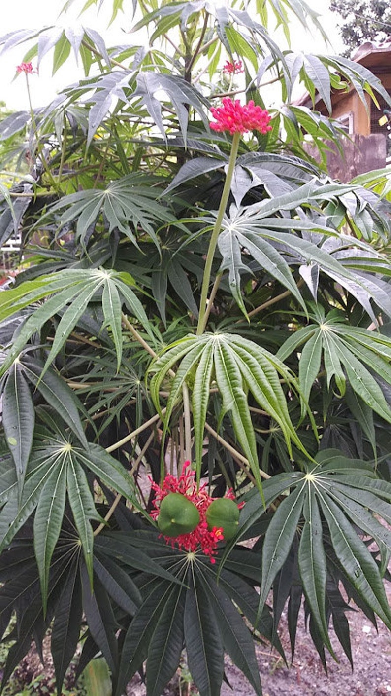 Coral Bush Plant Seeds Jatropha Multifada 5 Seeds - Etsy
