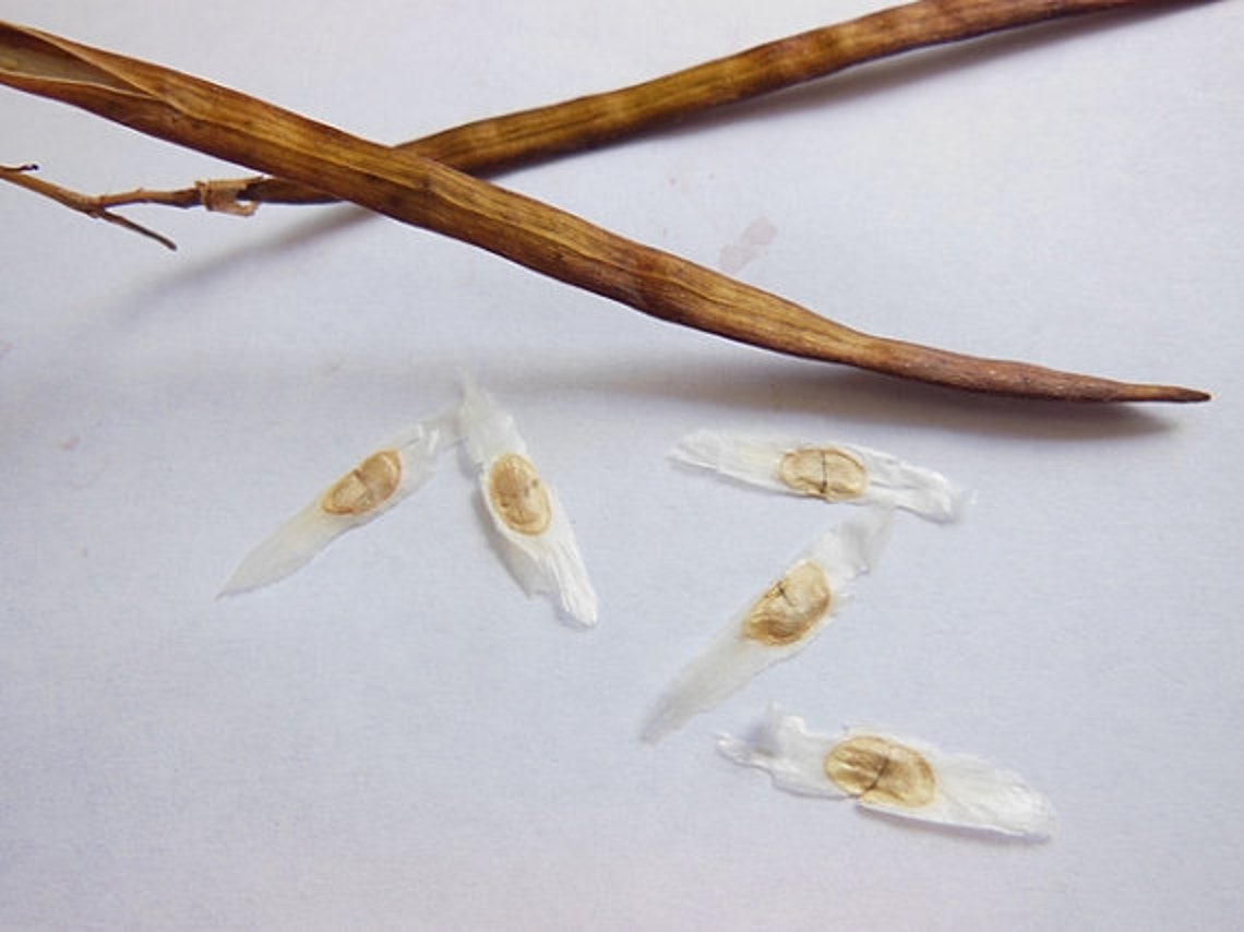 Yellow elder seeds tecoma stans 30 | Etsy