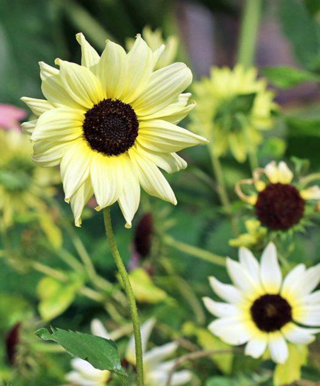 Sunflowers Seeds | Italian White Sunflower | 25 Seeds | Heirloom ...