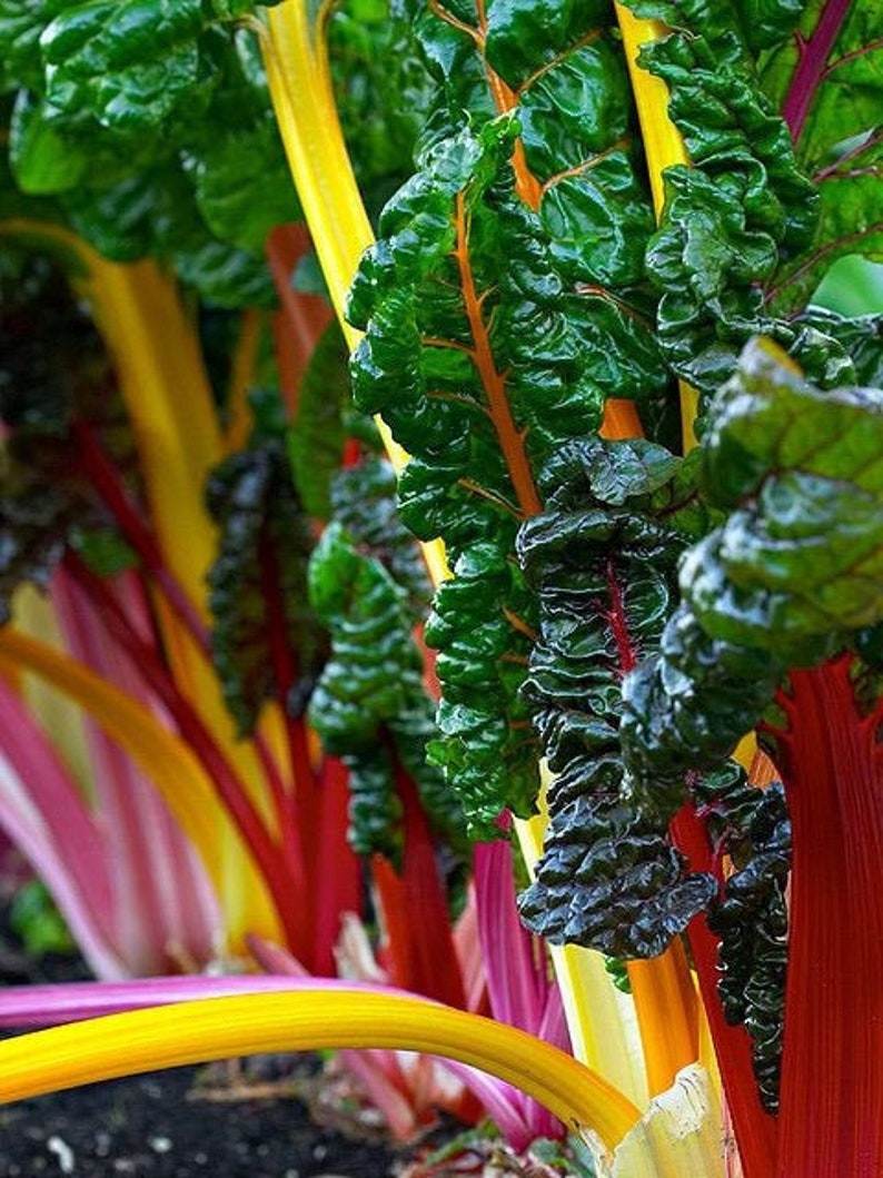 Rainbow Chard 50 Seeds - Etsy