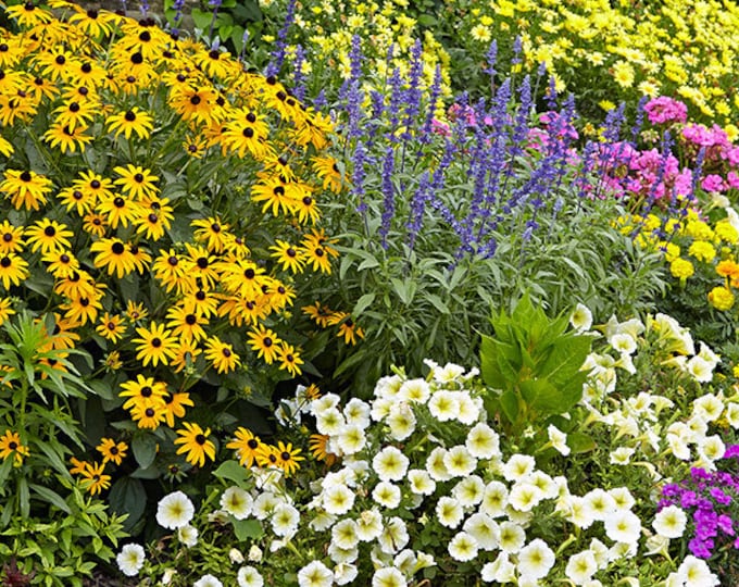Butterfly and Bee Wildflower Seed Mix 100+ Seeds - Etsy