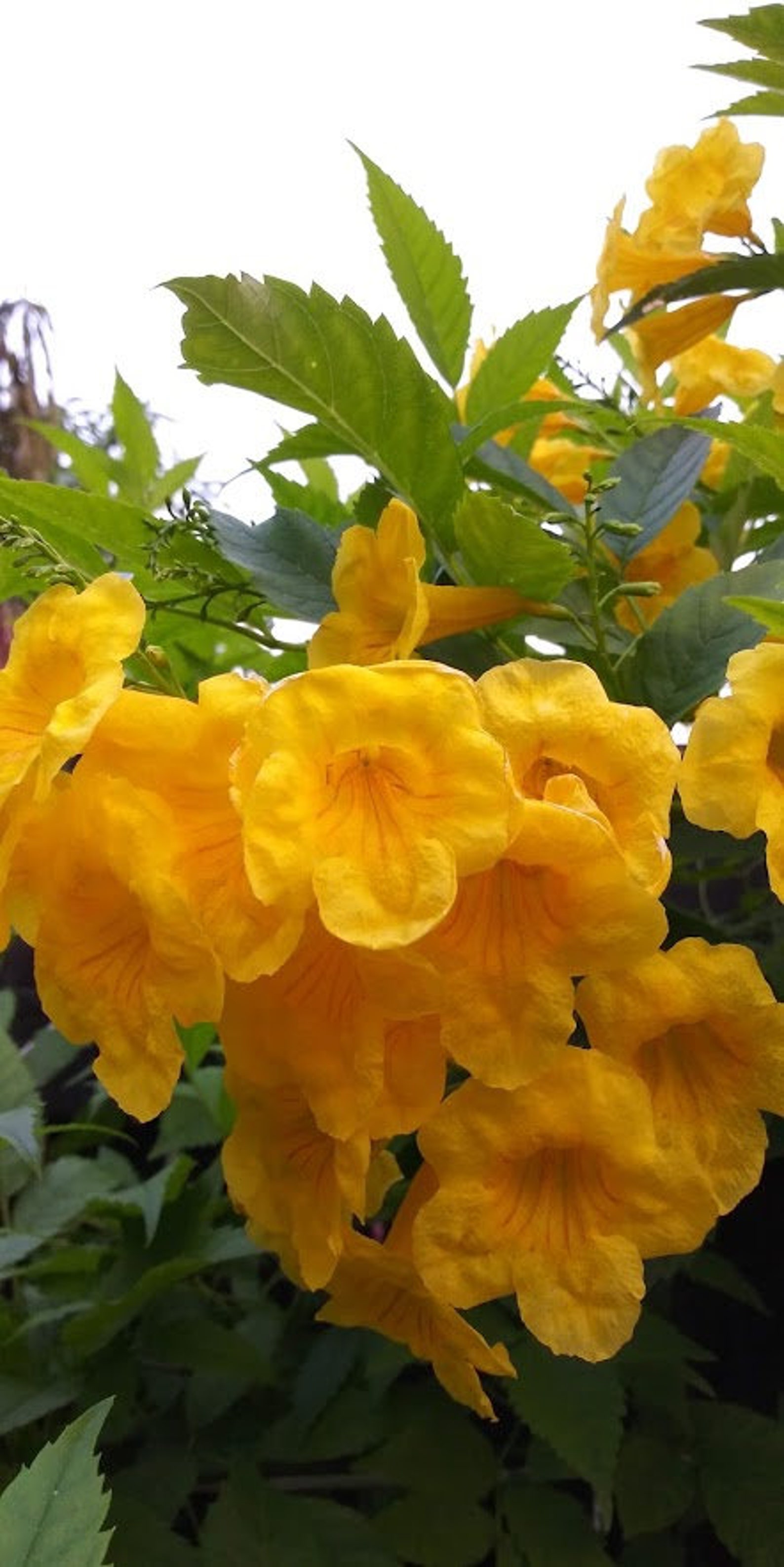 Yellow elder seeds tecoma stans 30 | Etsy