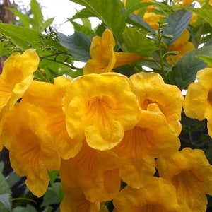 Yellow Elder Seeds Tecoma Stans 30 - Etsy