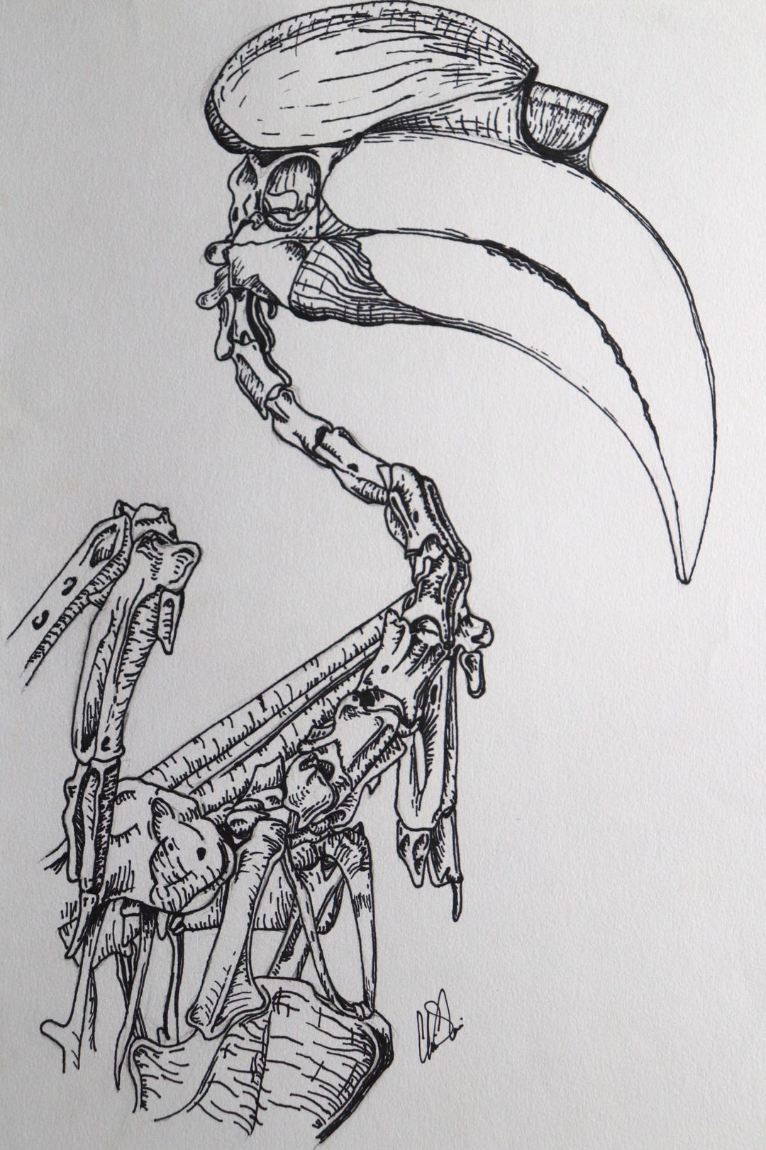 Hornbill Skeleton Line Art Print - Etsy