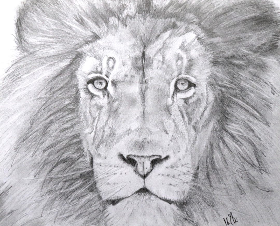Lion Drawing-print of Original-african Carnivore-realistic Portrait - Etsy