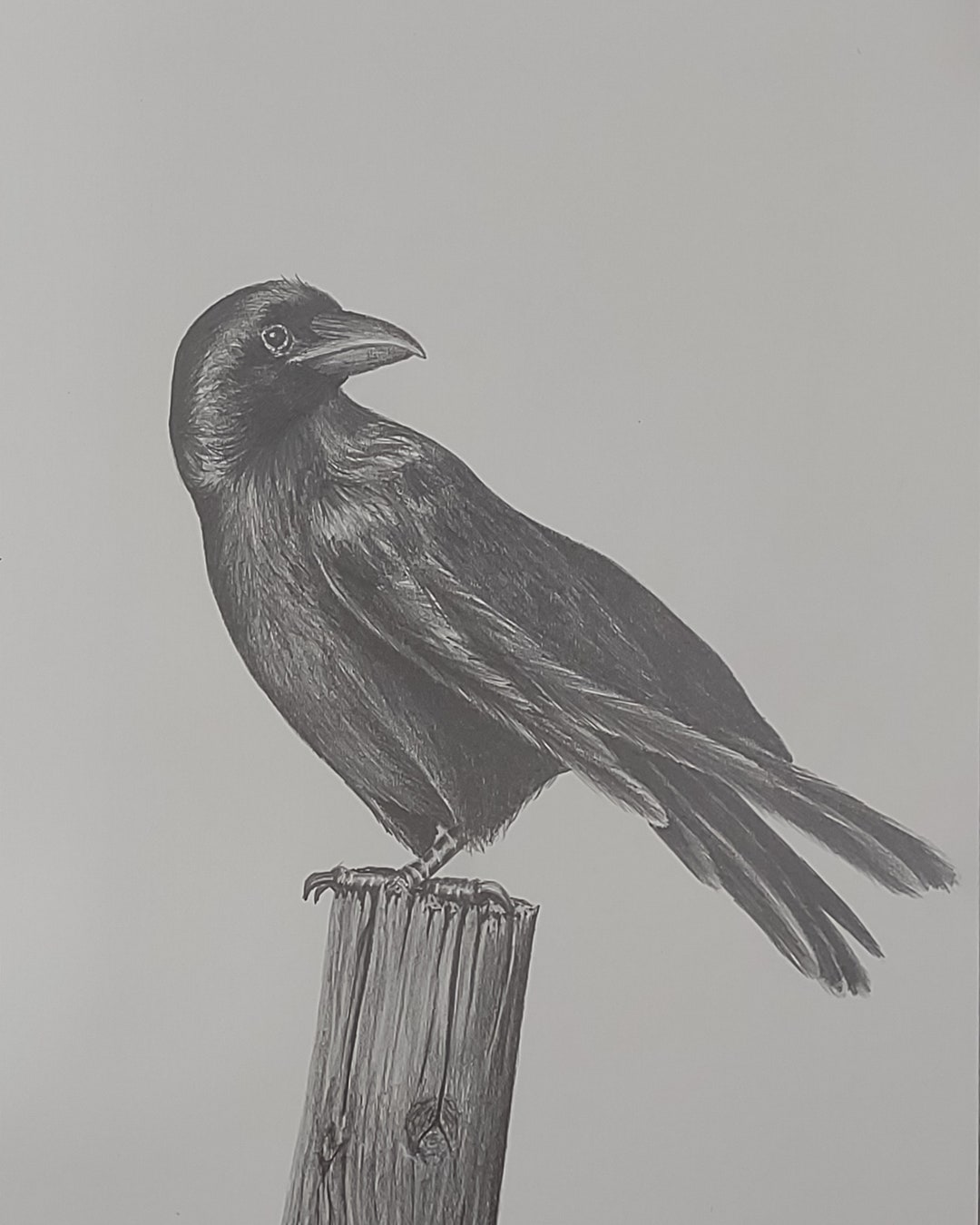 Crow Bird Drawing - Original Raven Sketch Done by Hand Graphite Pencil ...