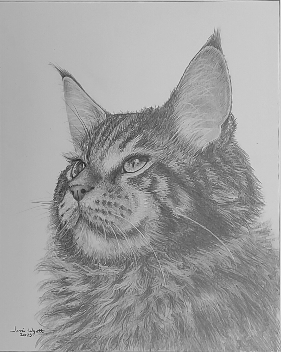 Maine Coon Cat Drawing - Original Sketch Done by Hand Graphite Pencil ...