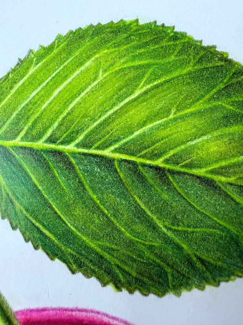 Cherry Original Colored Pencil Drawing, Realistic Juicy Cherry Art ...