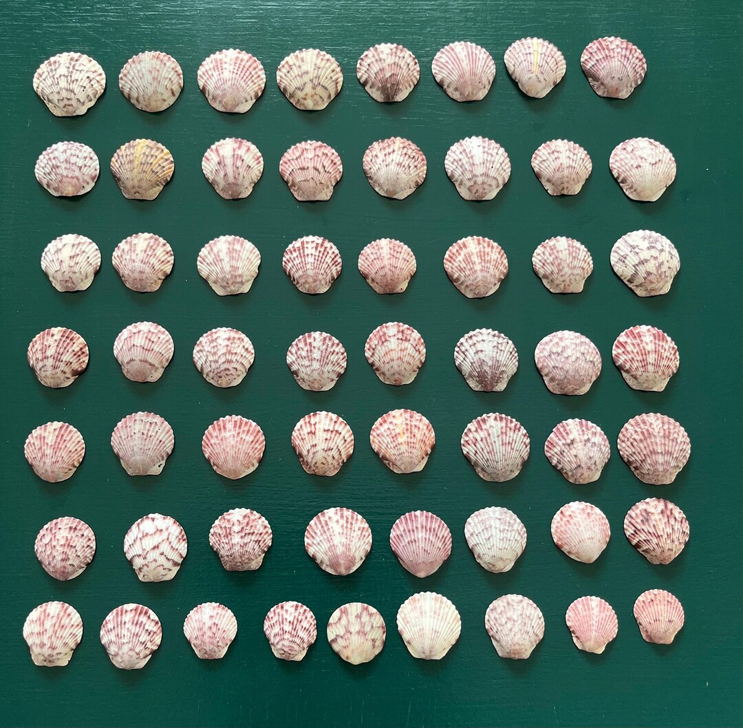 Real Natural Pink Scallop Shells/ Handpicked in the Gulf of Mexico/ 55 ...